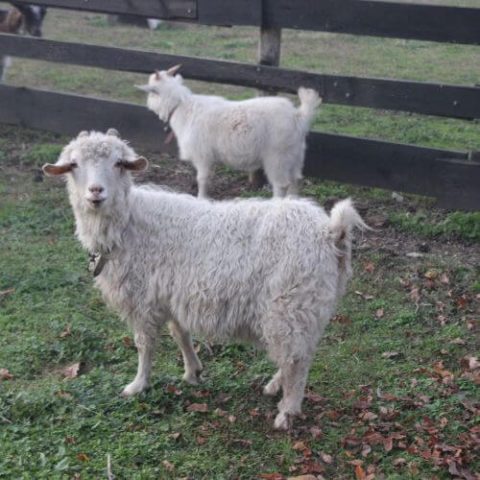 Cabra Angorá | Quinta das Manas