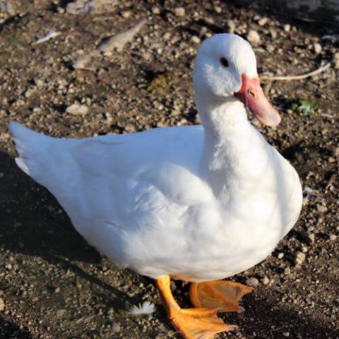 Pato Pequim | Quinta das Manas